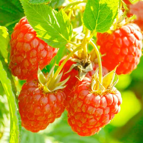 Framboise Heritage, Р9 (7616) : les semis Acheter plus favorablement à ...